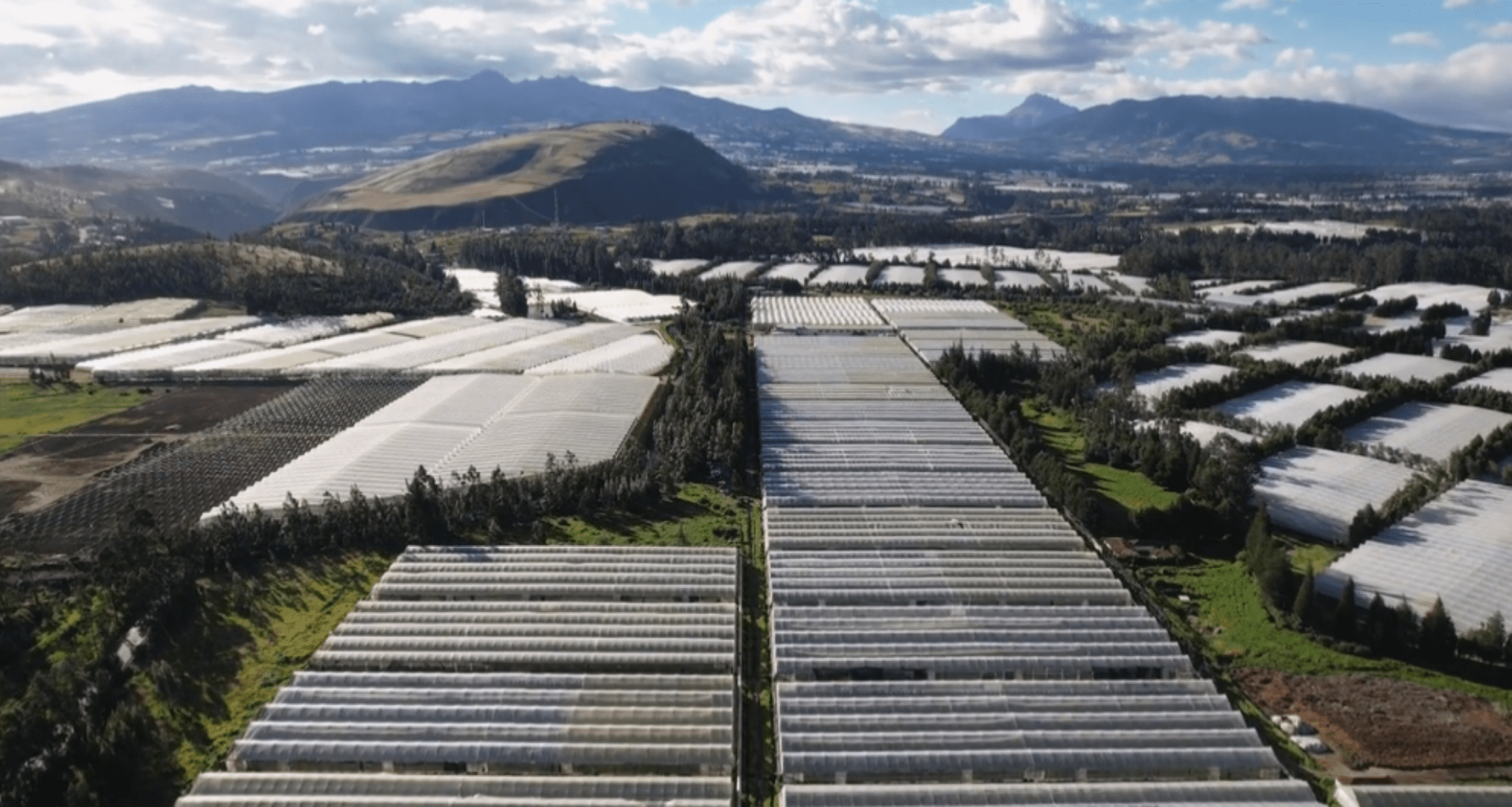 Produzioni – AMFLORA