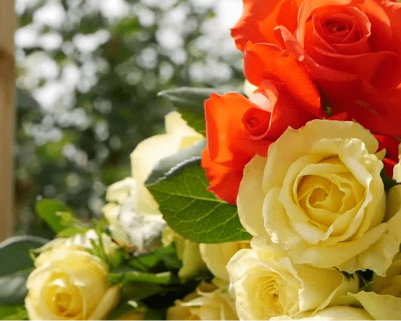 Il nostro concept – AMFLORA