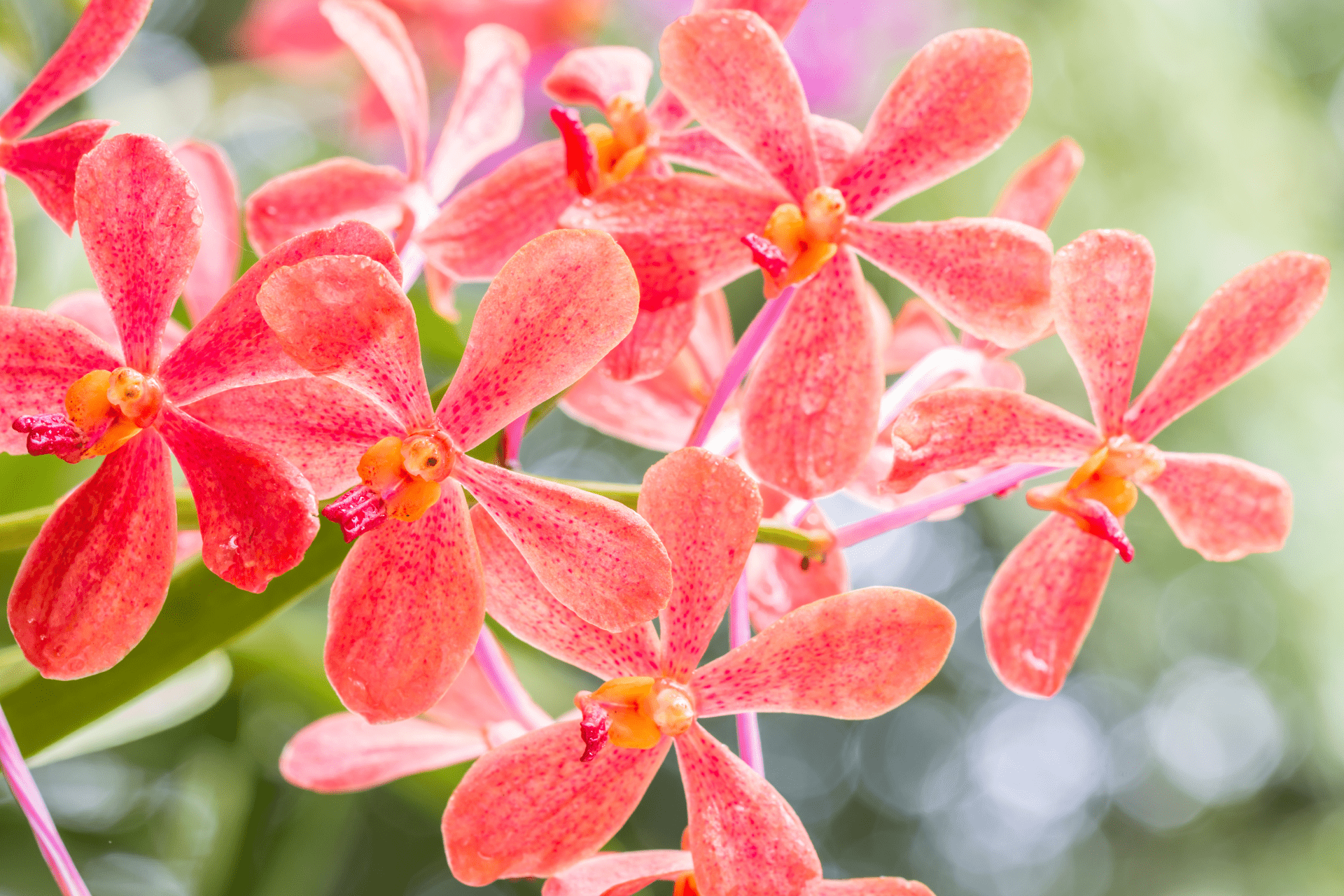 MALAYSIA – AMFLORA