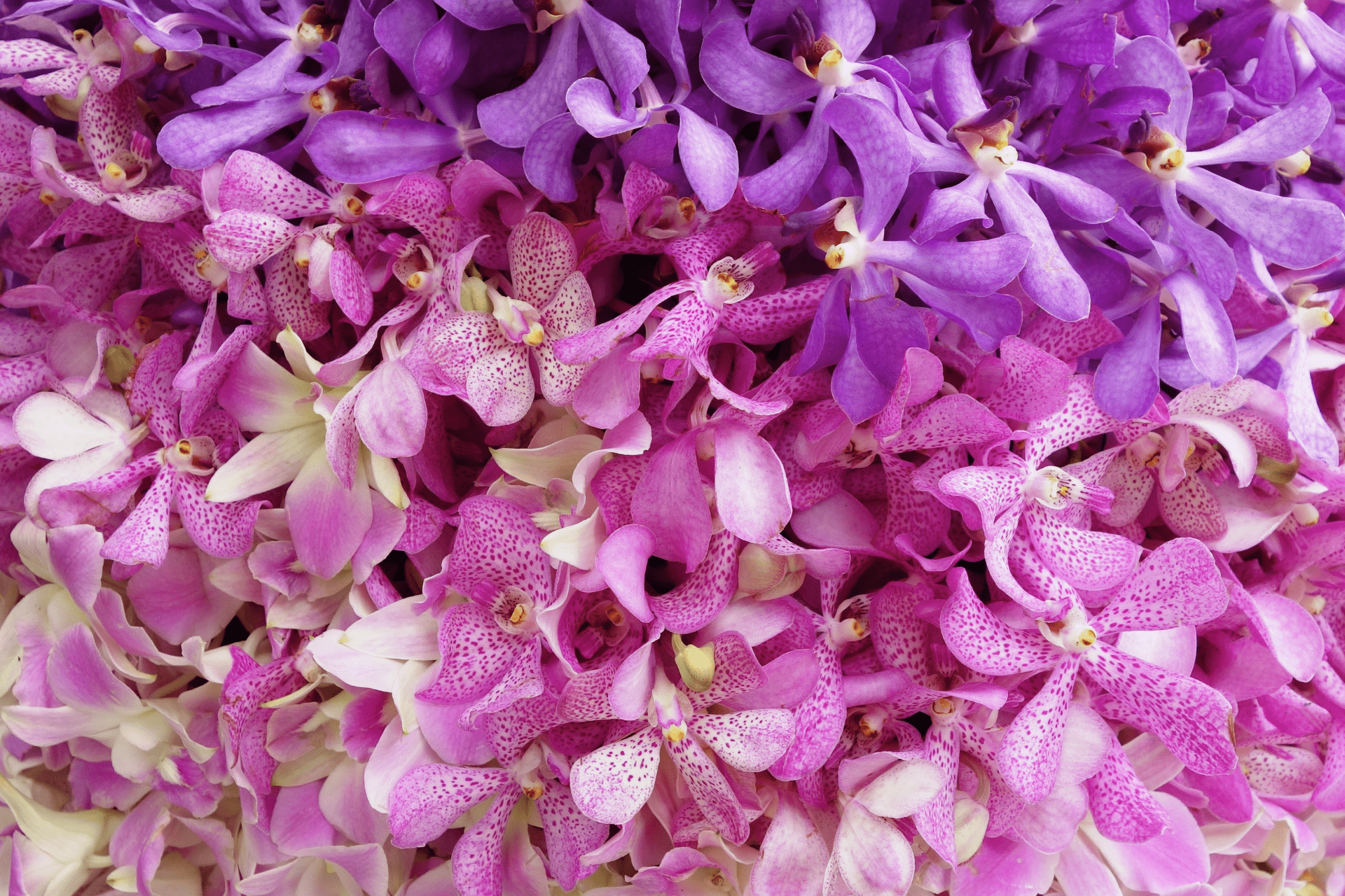 MALAYSIA – AMFLORA